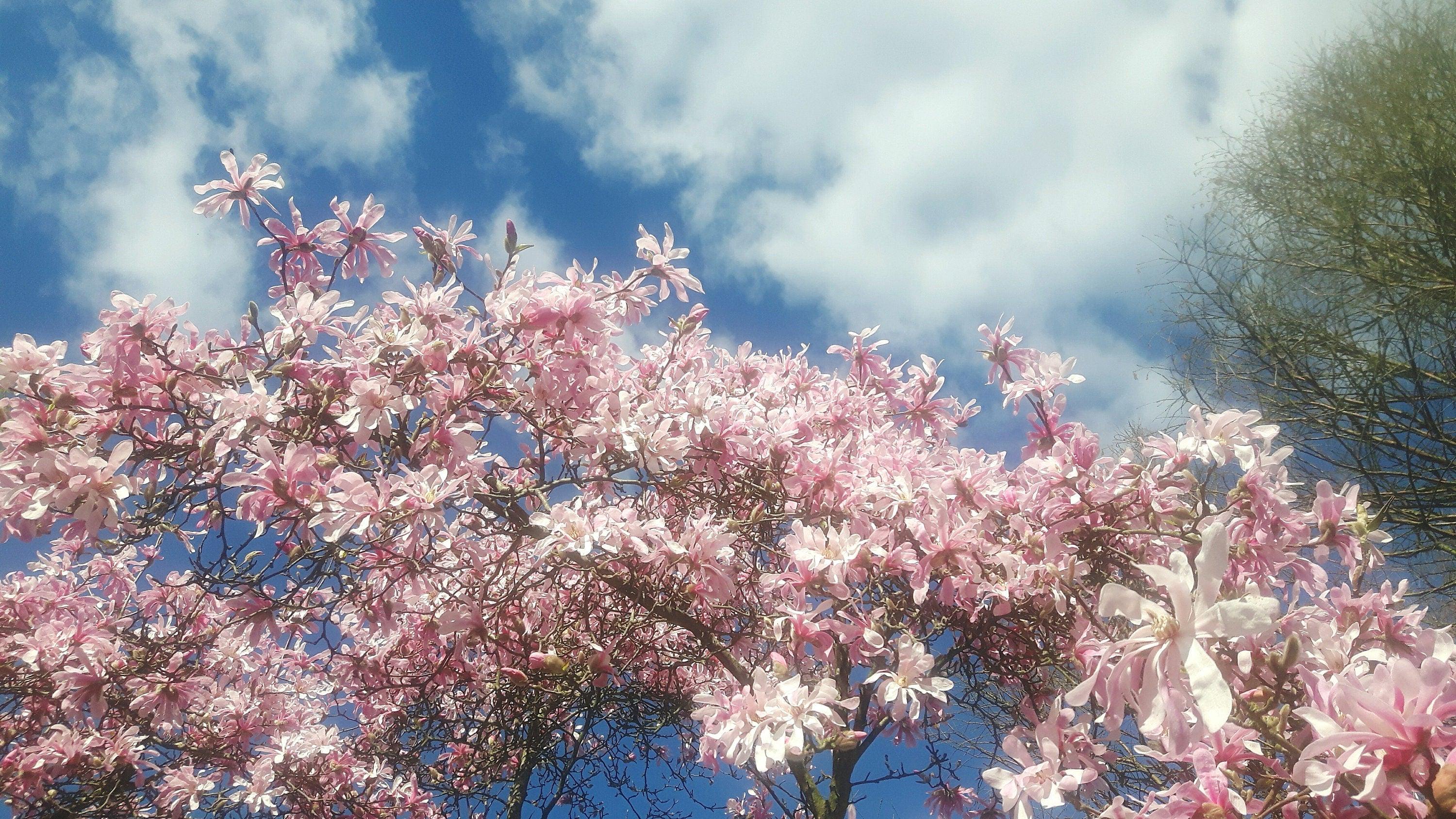 5 LOEBNER MAGNOLIA Loebneri TREE Shrub Seeds - Cross of M Stellata ...