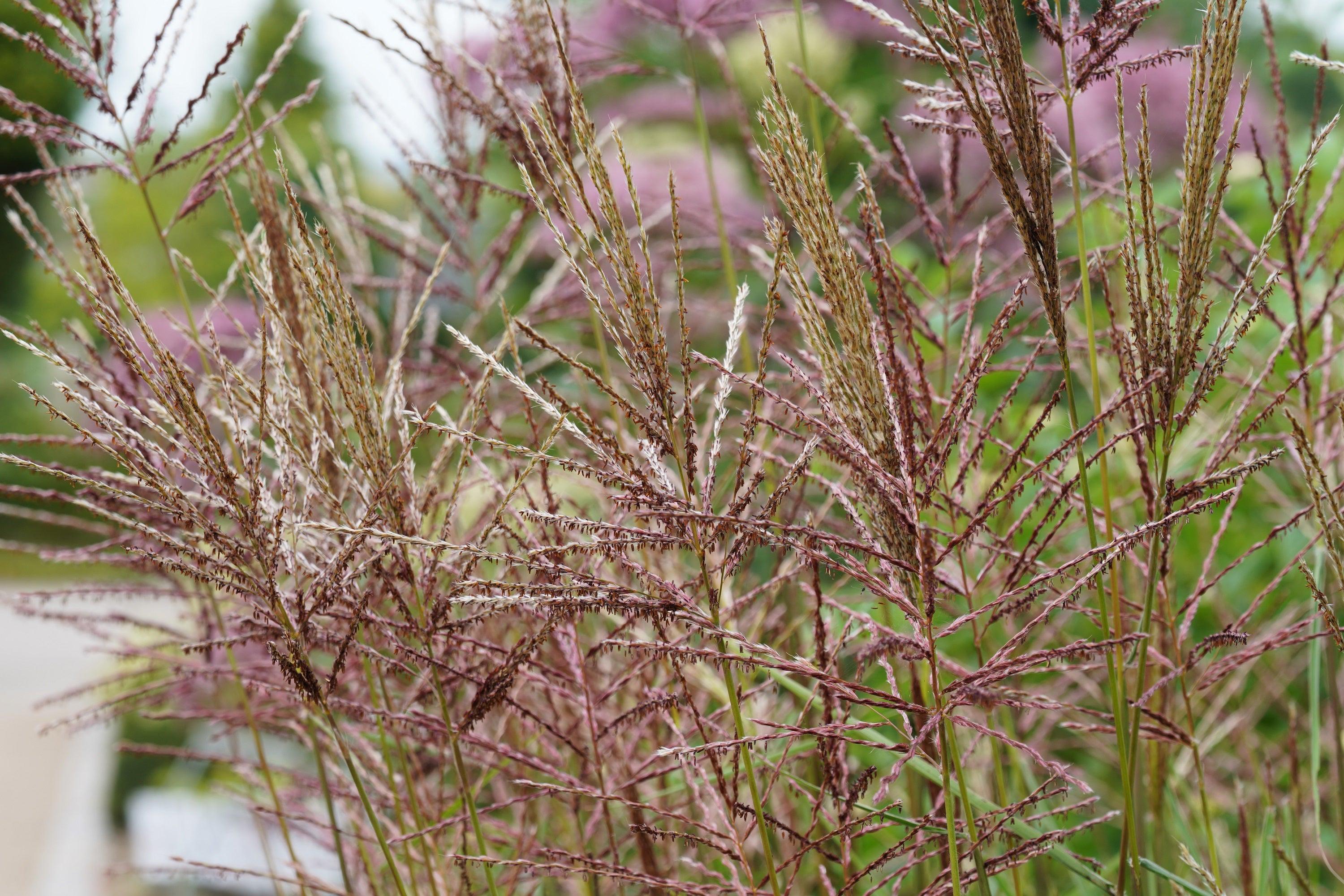 10 ZEBRA GRASS Variegated Maiden Grass Miscanthus Sinensis Zebrinus Aka ...