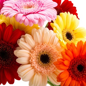 20 GERBER DAISY Mix Gerbera Jamesonii Aka Barberton or African Daisy ...