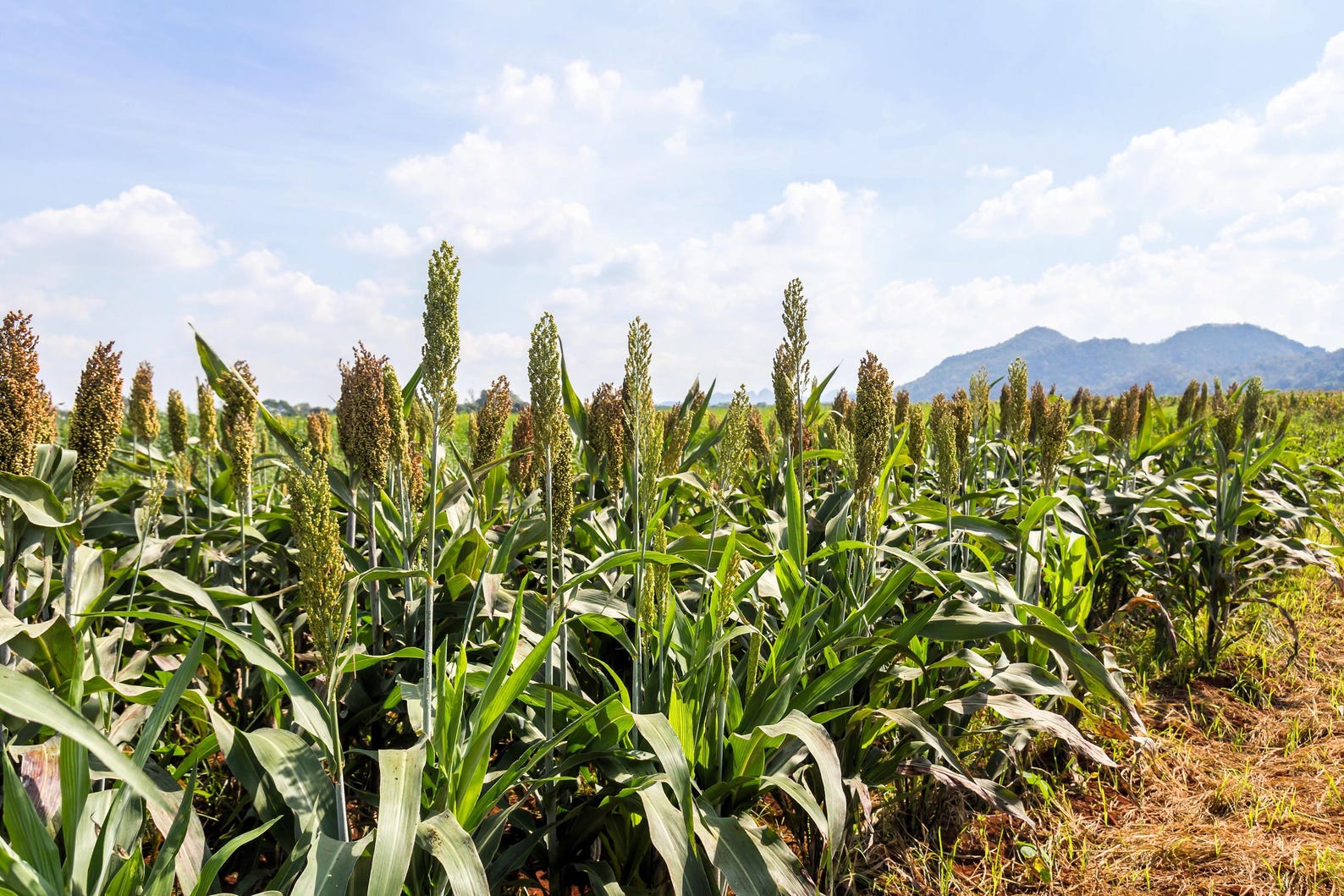 70 SUGAR DRIP SORGHUM Amber Cane Grain Sweet Syrup Vegetable Seeds - Etsy