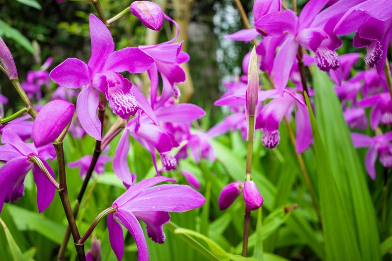 50 Hardy CHINESE GROUND ORCHID Bletilla Striata Purple Flower Seeds - Etsy