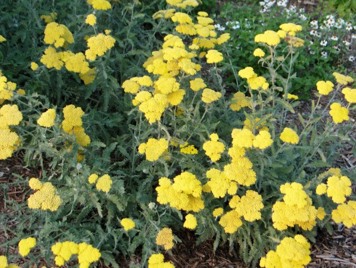 250 GOLD Golden Yellow YARROW Achillea Millefolium Flower - Etsy