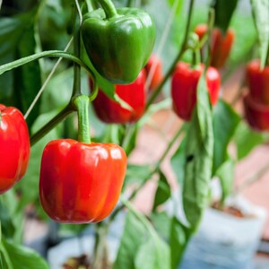 20 Organic Red MINI BELL PEPPER Sweet Mild Miniature Capsicum Annuum ...