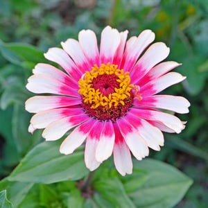 50 CAROUSEL MIX ZINNIA Elegans Carrousel Whirligig Mixed Colors Bicolor ...