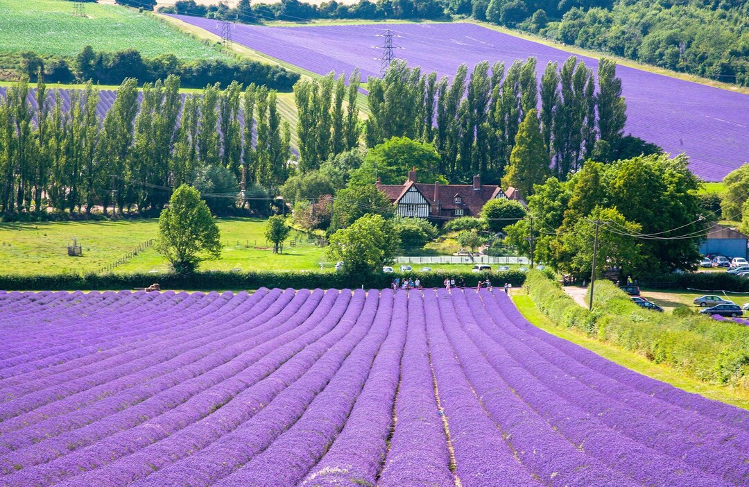 20 DWARF MUNSTEAD LAVENDER Blue English Lavandula Angustifolia Munstead ...