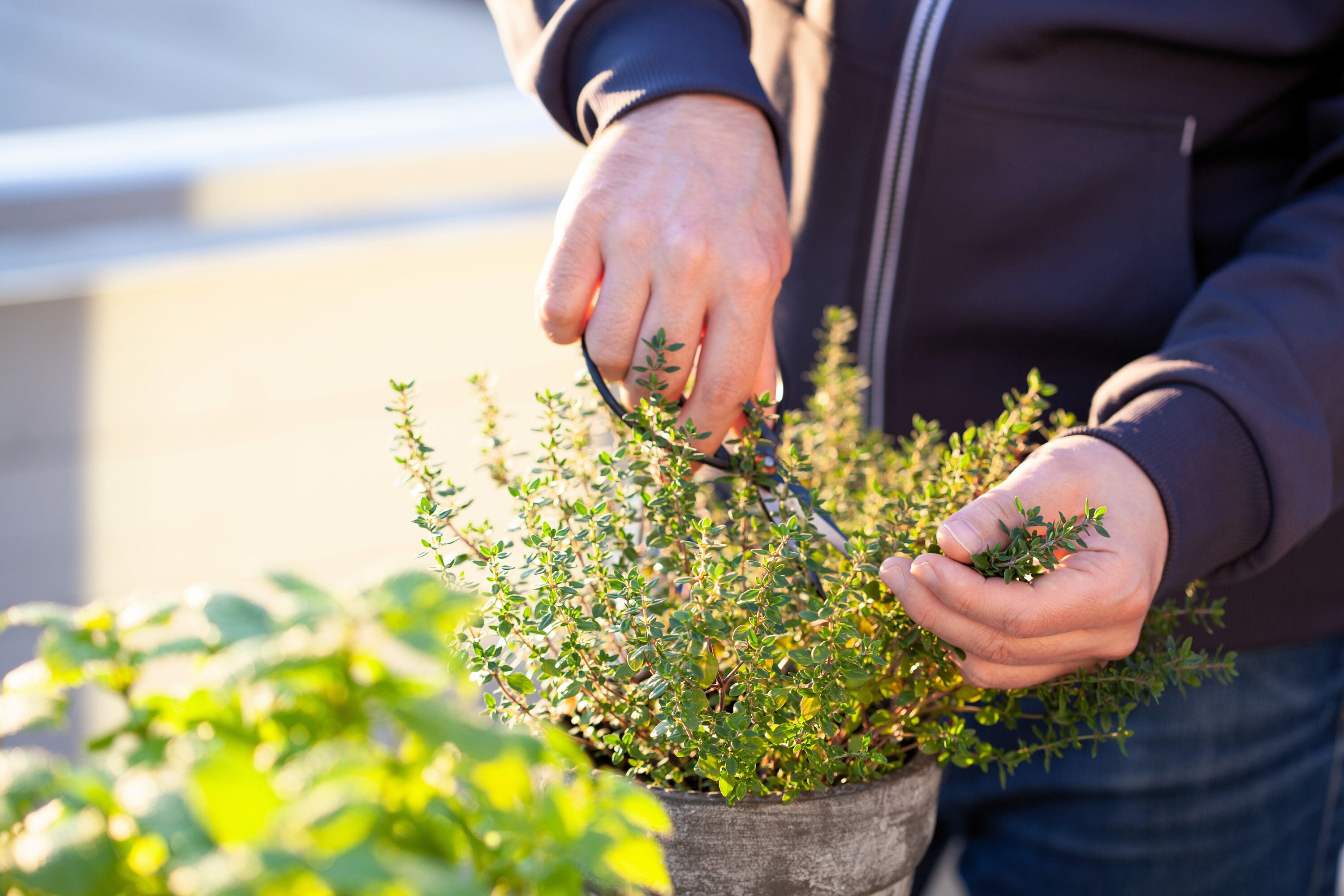 30 ORANGE THYME Orangelo Thymus Vulgaris Fragrantissimus Culinary Herb ...