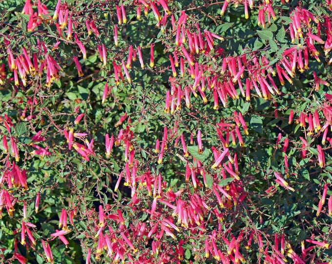 10 ROSE CIGAR PLANT Mexican Firecracker Cuphea Ignea Coan Pink Yellow ...