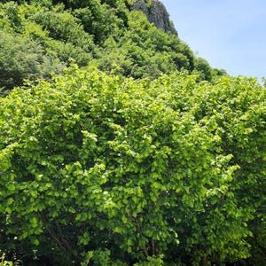 5 EUROPEAN HAZELNUT TREE Aka Common Filbert Corylus avellana Fruit Nut ...