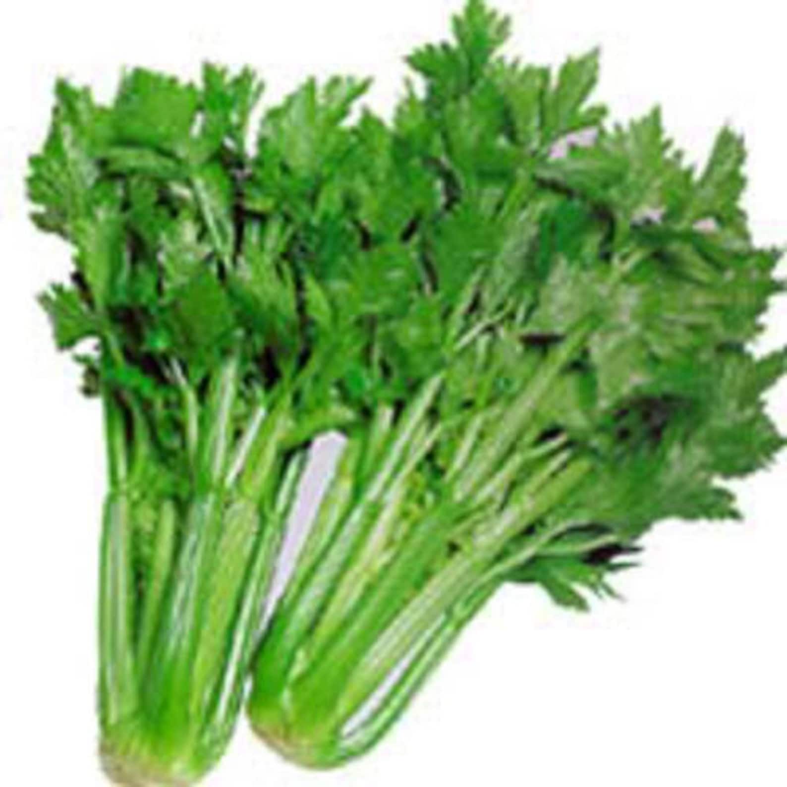 1000 TALL UTAH CELERY Apium Graveolens Dulce Vegetable Seeds | Etsy