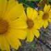 25 YELLOW Torch MEXICAN SUNFLOWER Tithonia Speciosa Flower Seeds flat ...
