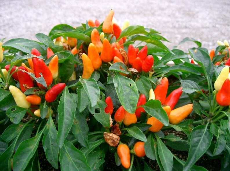 25 BOLIVIAN RAINBOW PEPPER Multi Colored Chili Capsicum Annuum - Etsy