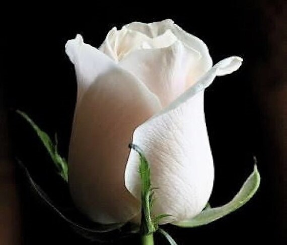Images Of Single White Roses