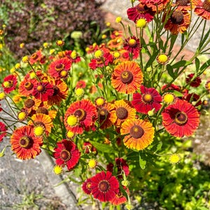 100 HELENIUM ' AUTUMN LEAVES ' Mix Helenium Autumnale Sneezeweed Mixed ...