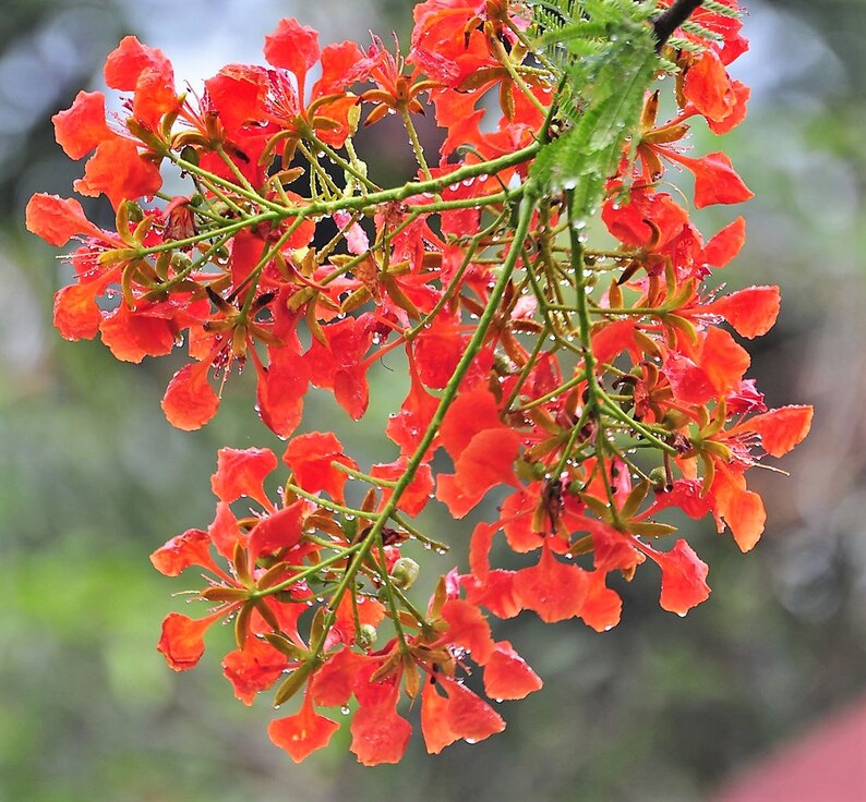 10 ROYAL POINCIANA TREE Delonix Regia aka Red Flame Flamboyant | Etsy