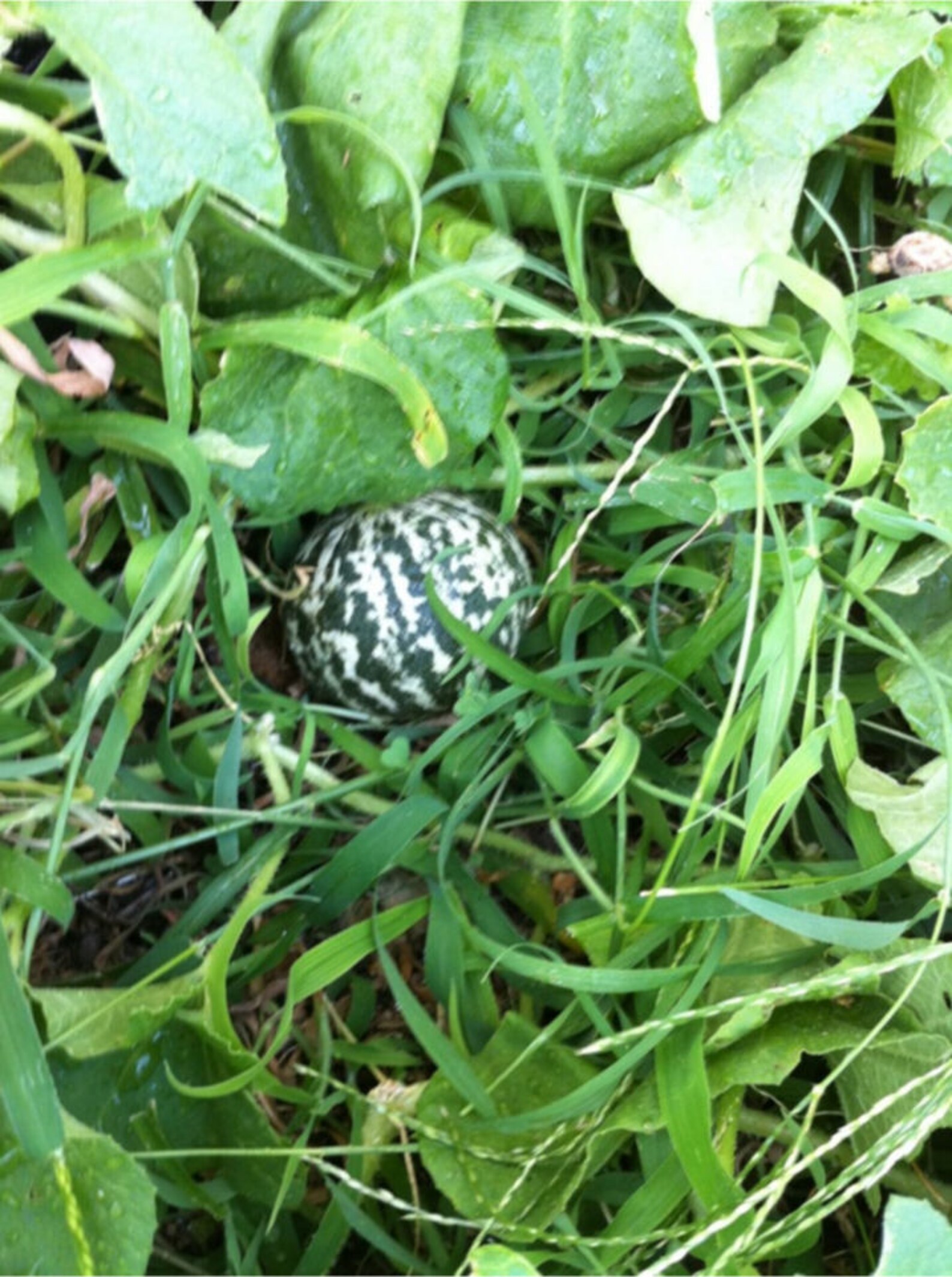 15 TIGGER / TIGER MELON Edible Muskmelon & Ornamental Vine - Etsy