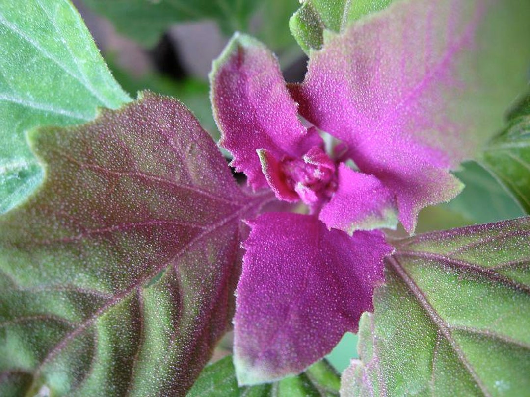 100 GIANT GOOSEFOOT Chenopodium Giganteum Purple Magenta Spreen ...