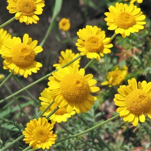 250 GOLDEN MARGUERITE DAISY Dyer's Yellow Chamomile Anthemis Tinctoria ...
