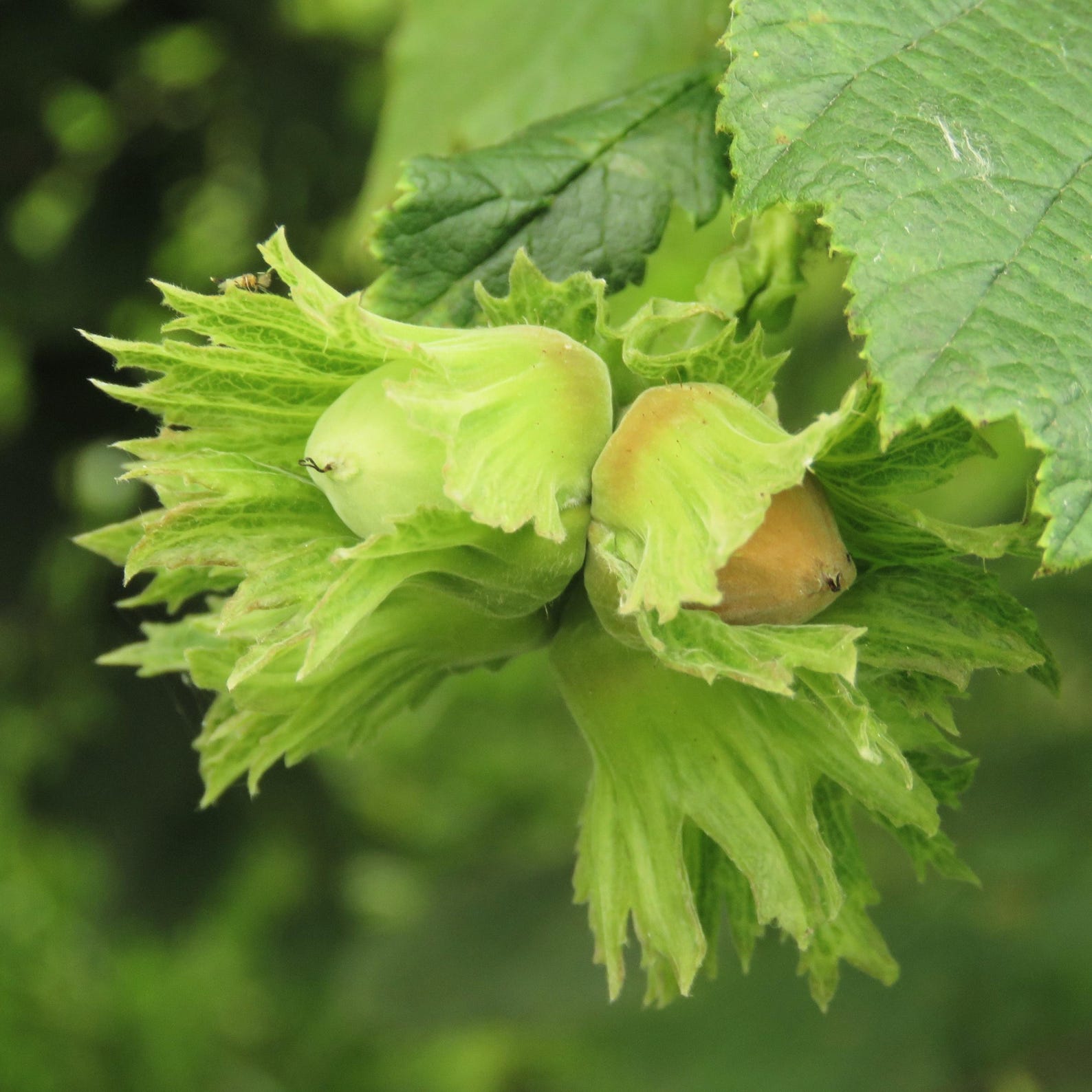 5 EUROPEAN HAZELNUT TREE Aka Common Filbert Corylus avellana Fruit Nut ...