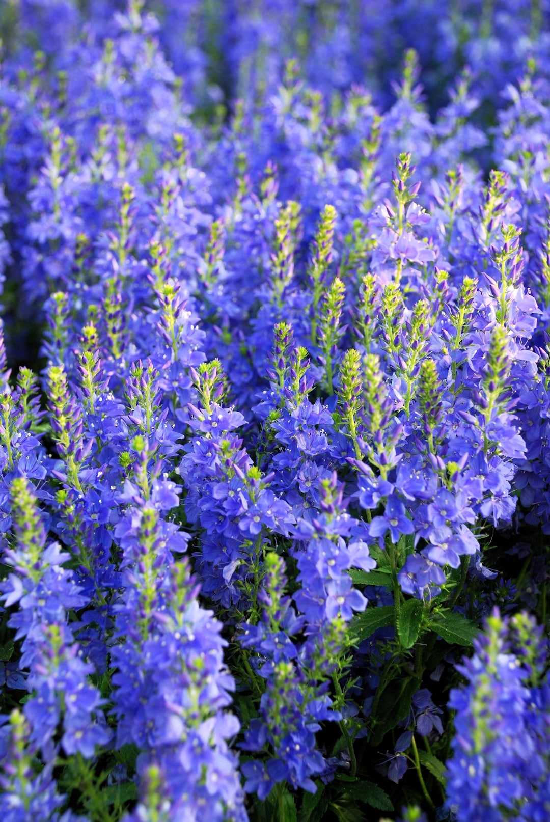 75 ROYAL BLUE SPEEDWELL Veronica Austriaca Teucrium Flower Seeds - Etsy