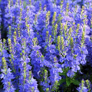 75 ROYAL BLUE SPEEDWELL Veronica Austriaca Teucrium Flower Seeds - Etsy