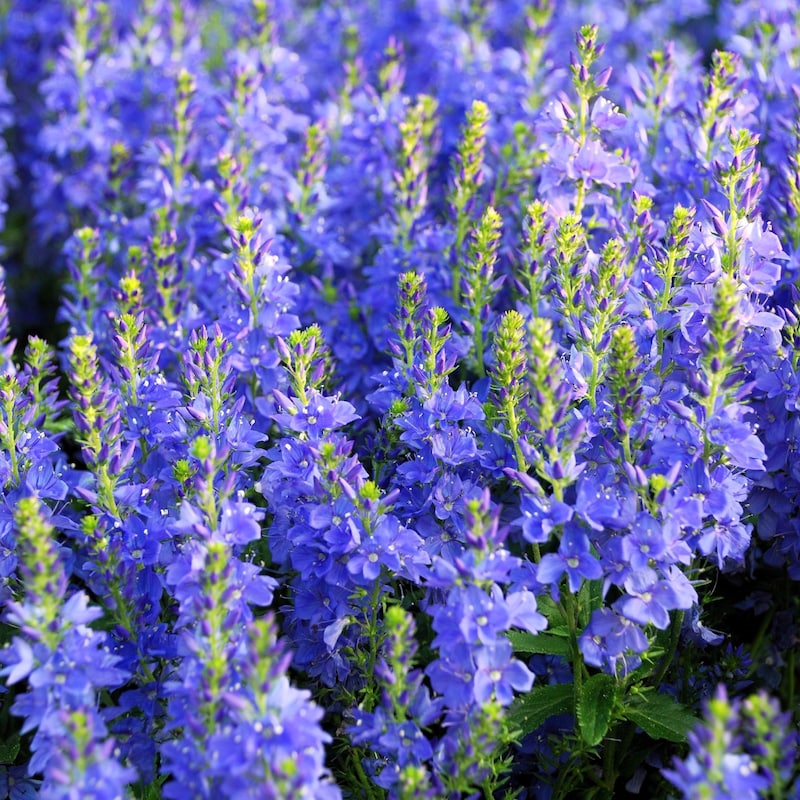 Veronica Plant - Etsy