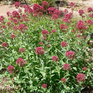 50 RED JUPITER'S BEARD Valerian Keys of Heaven Centranthus Ruber Flower ...