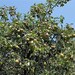25 EUROPEAN PEAR TREE Pyrus Communis Fruit Seeds White Flowers / Green ...