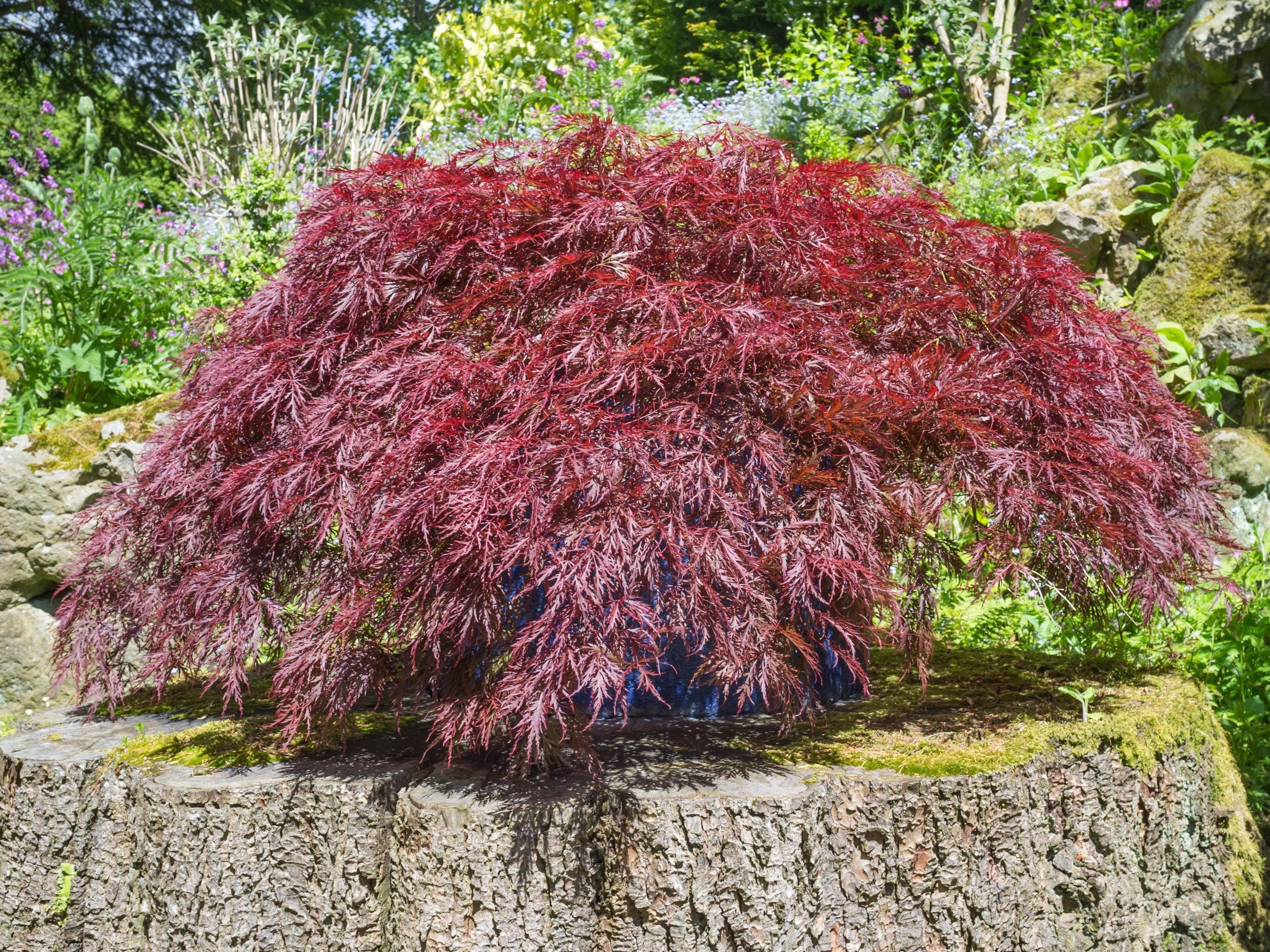 10 INABA SHIDARE MAPLE Weeping Red Laceleaf Japanese Acer Palmatum ...