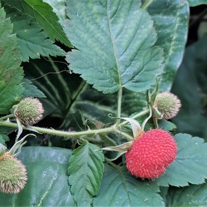 20 AUSTRALIAN RASPBERRY Aka Queensland & Atherton Raspberry Rubus ...