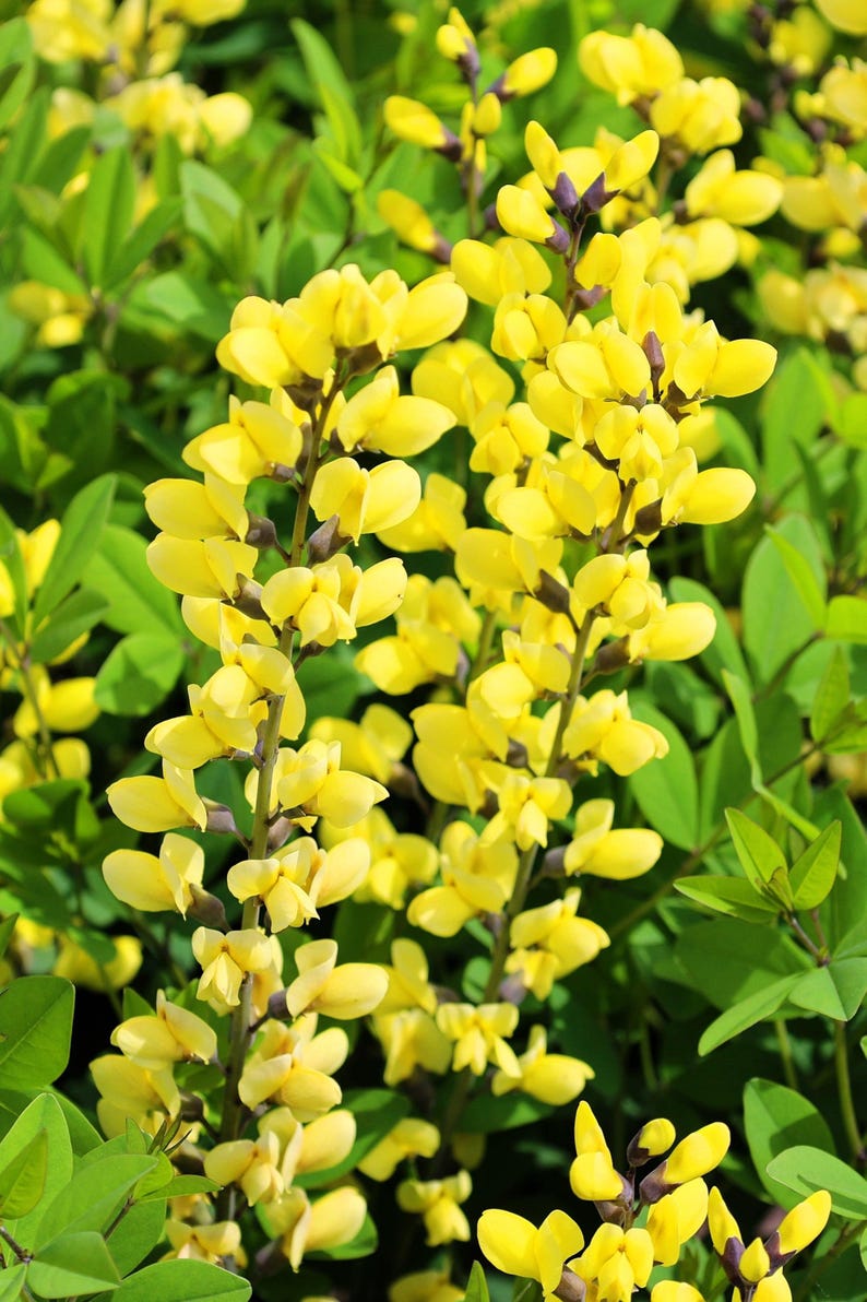 25 YELLOW WILD INDIGO Baptisia Tinctoria False Indigo Flower Seeds - Etsy