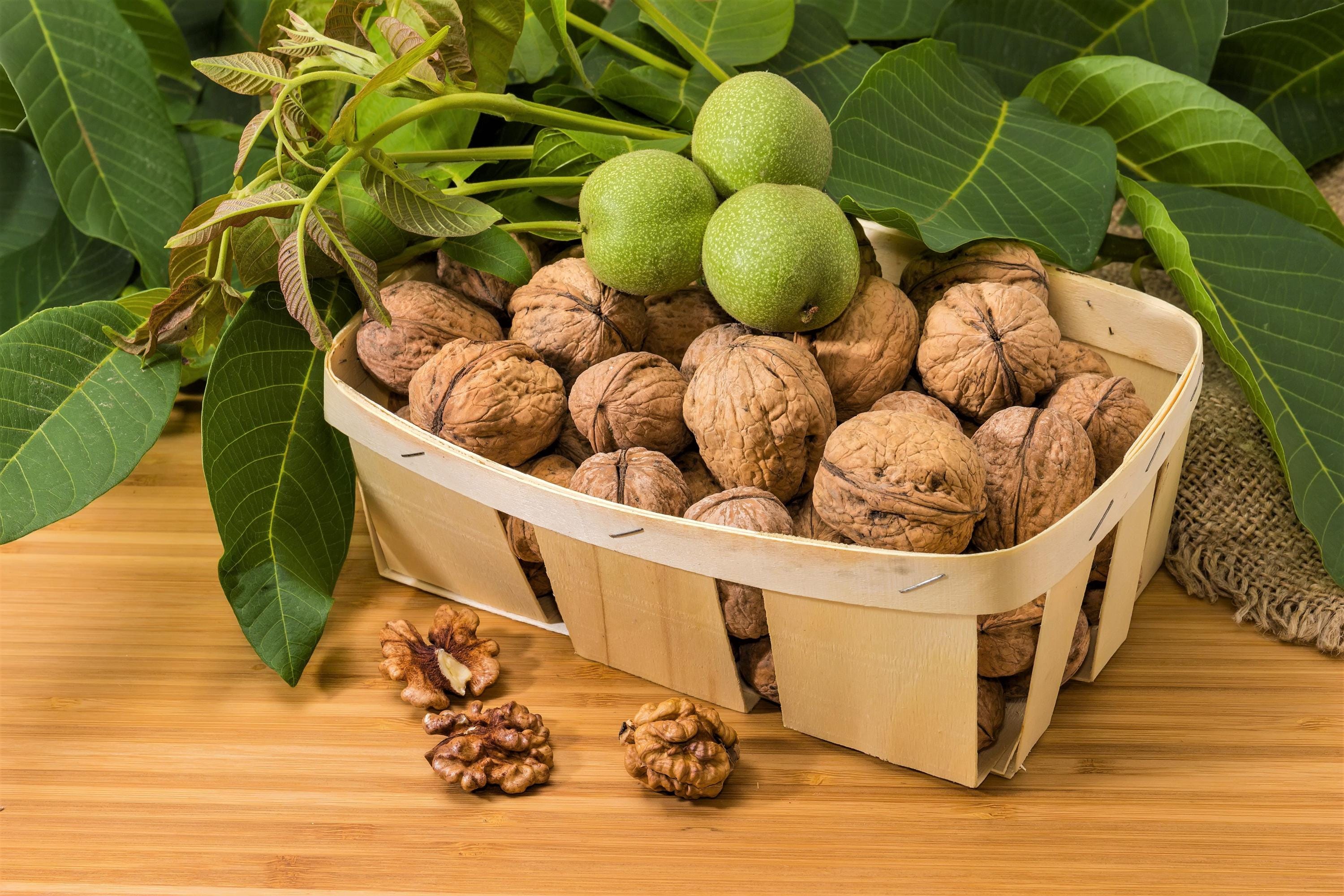 5 ENGLISH WALNUT Aka Common, Hardy Carpathian, Persian Nut Fruit Tree ...