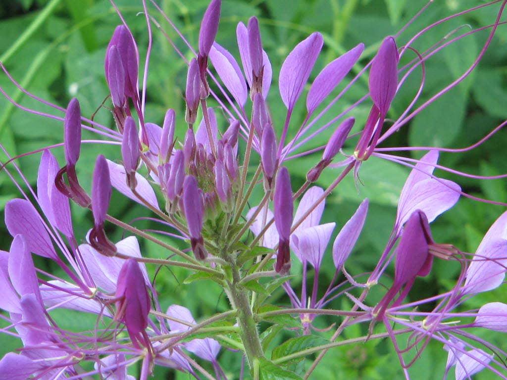 250 MIXED Colors QUEEN CLEOME (spider Flower) Cleome Hassleriana Cleome ...