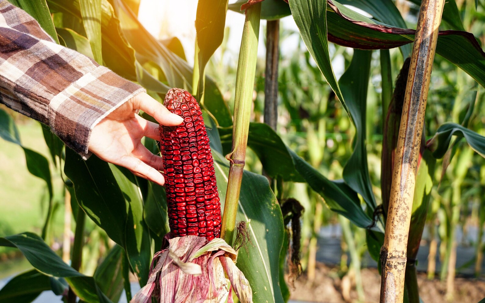 35 BLOODY BUTCHER Red CORN Edible & Ornamental Heirloom Zea Mays ...