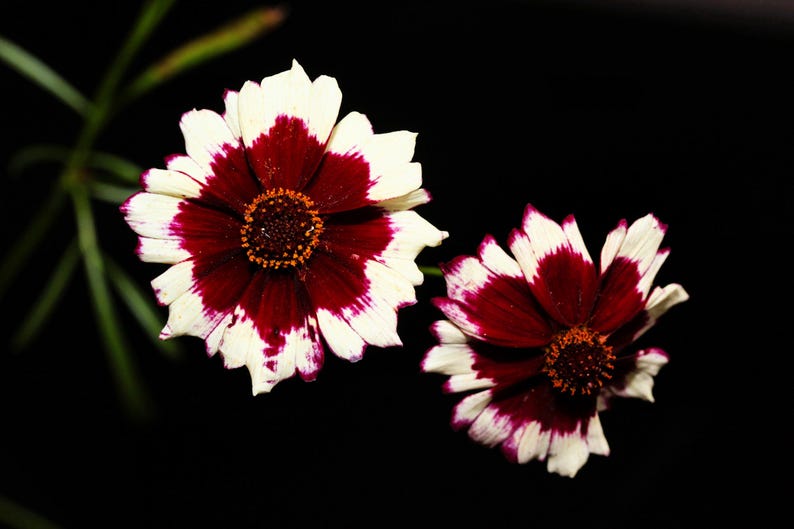 30 INCREDIBLE SWIRL COREOPSIS White & Burgundy Red Tickseed Flower ...