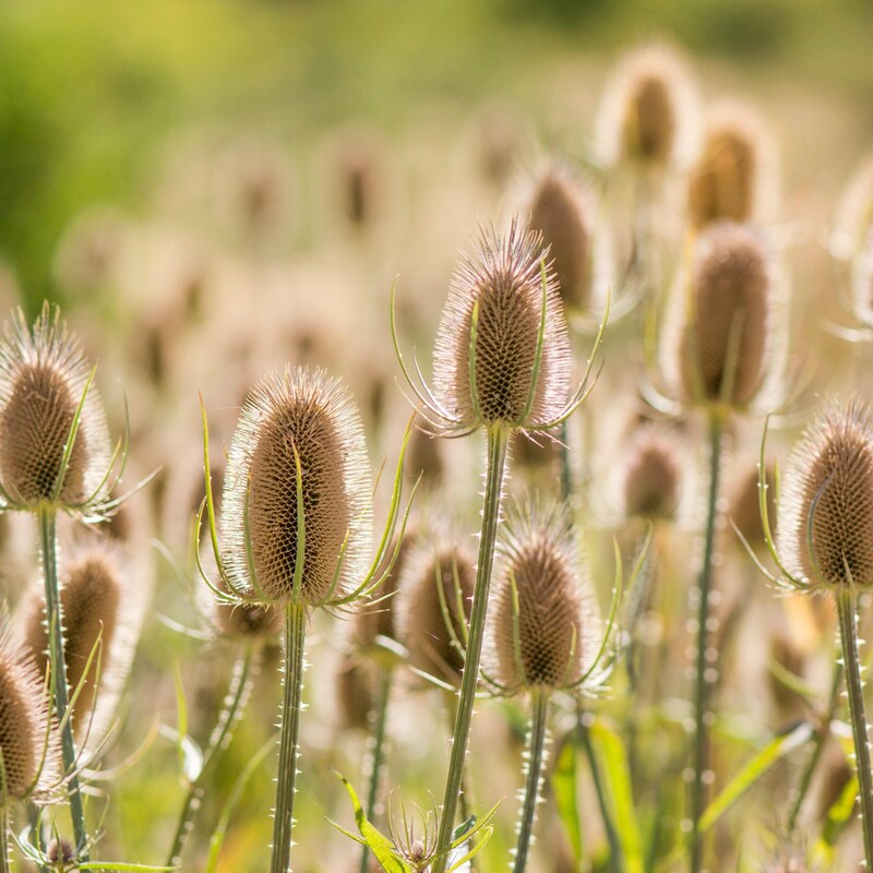 Teasel - Etsy