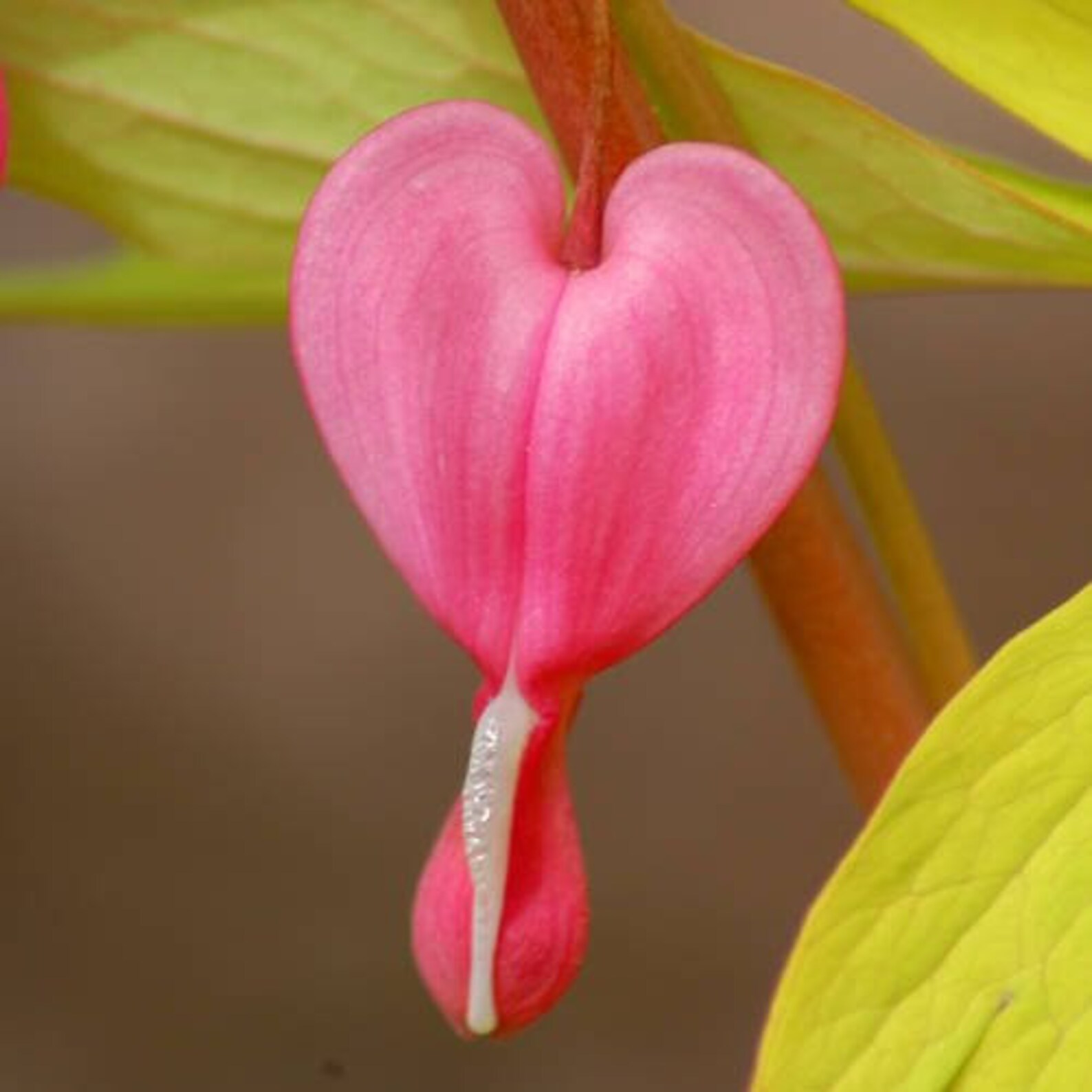 10 BLEEDING HEART PINK Old Fashioned Dicentra Formosa Shade - Etsy