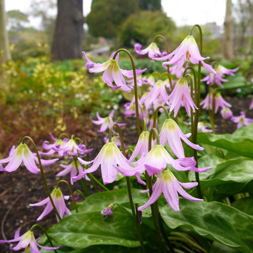 10 PINK FAWN LILY Aka Trout Lily, Avalanche Lily, & Dog's Tooth Violet ...
