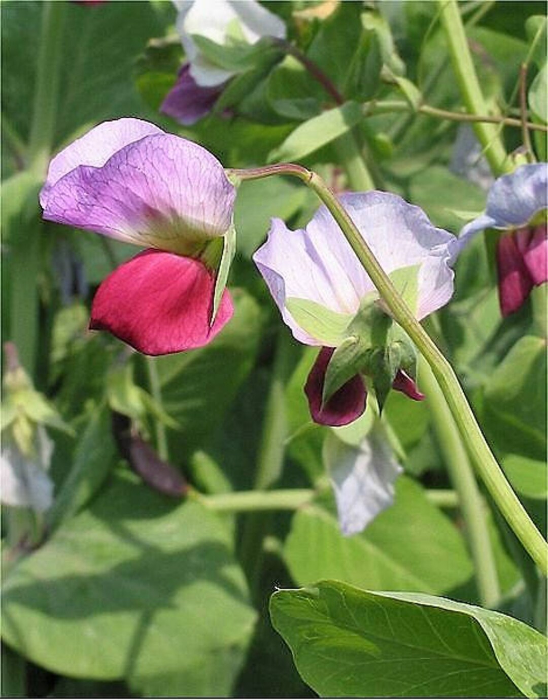 50 AUSTRIAN WINTER PEA Caley Flower Pisum Sativum Ground Cover Crop ...