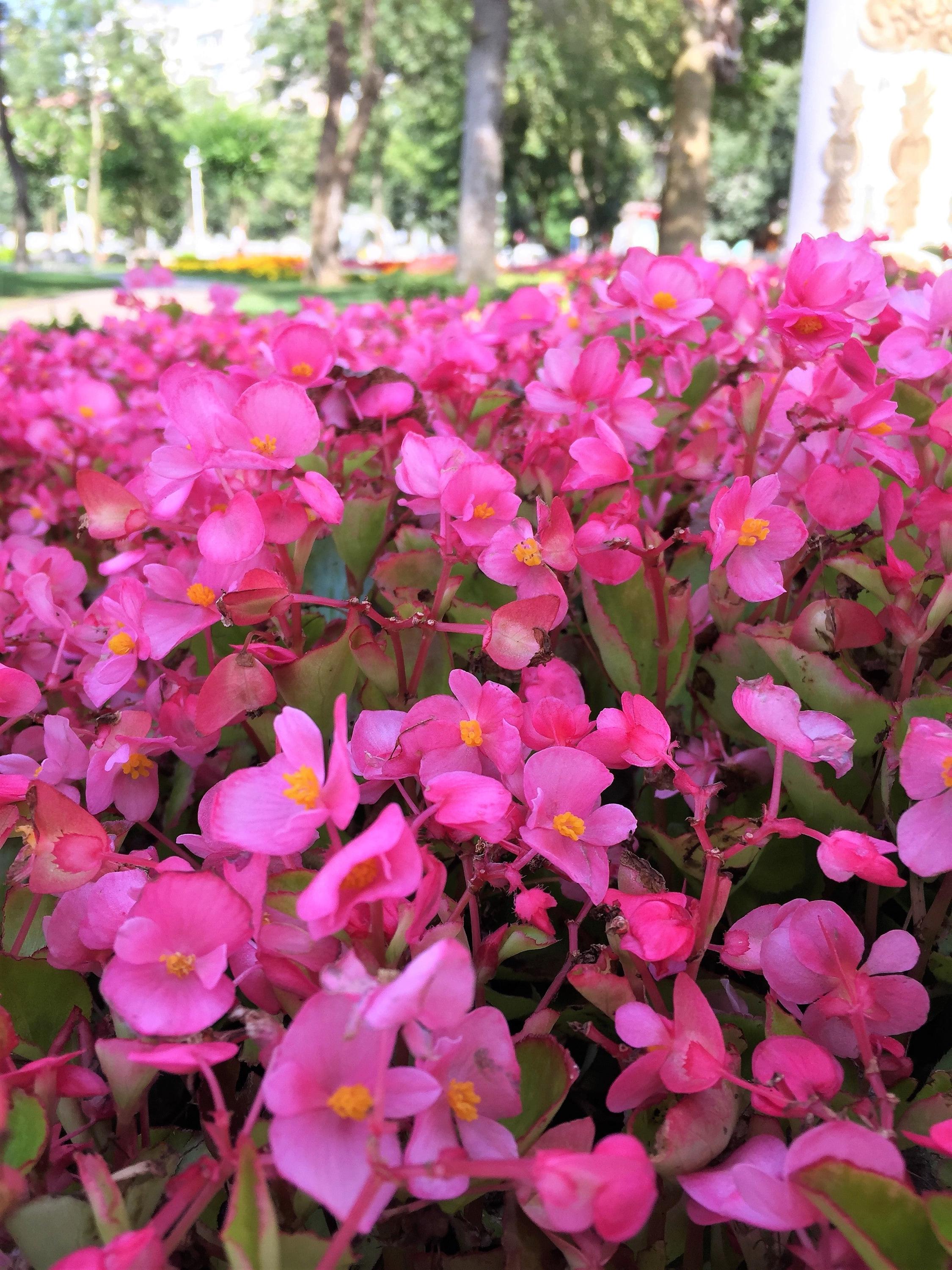 25 Rose PINK WAX BEGONIA Semperflorens Fibrous Shade Flower Seeds - Etsy