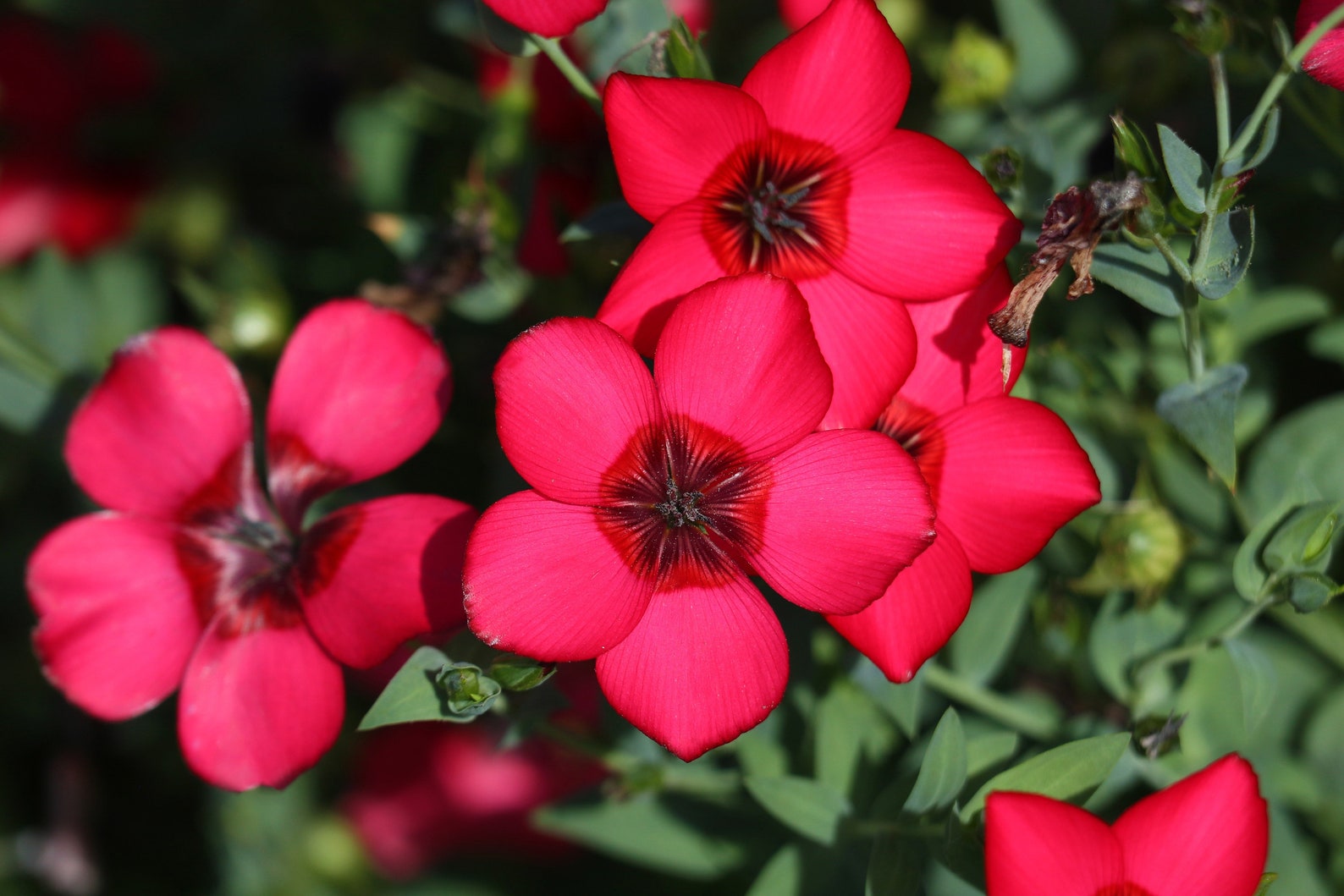 500 Red SCARLET FLAX Linum Grandiflorum Rubrum Flower Seeds - Etsy