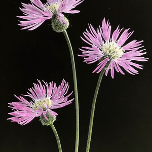 500 MIXED SWEET SULTAN Imperialis Mix Amberboa Moschata Centaurea ...