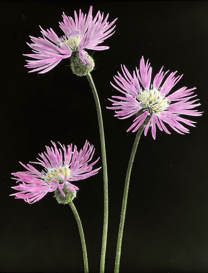 500 MIXED SWEET SULTAN Imperialis Mix Amberboa Moschata - Etsy