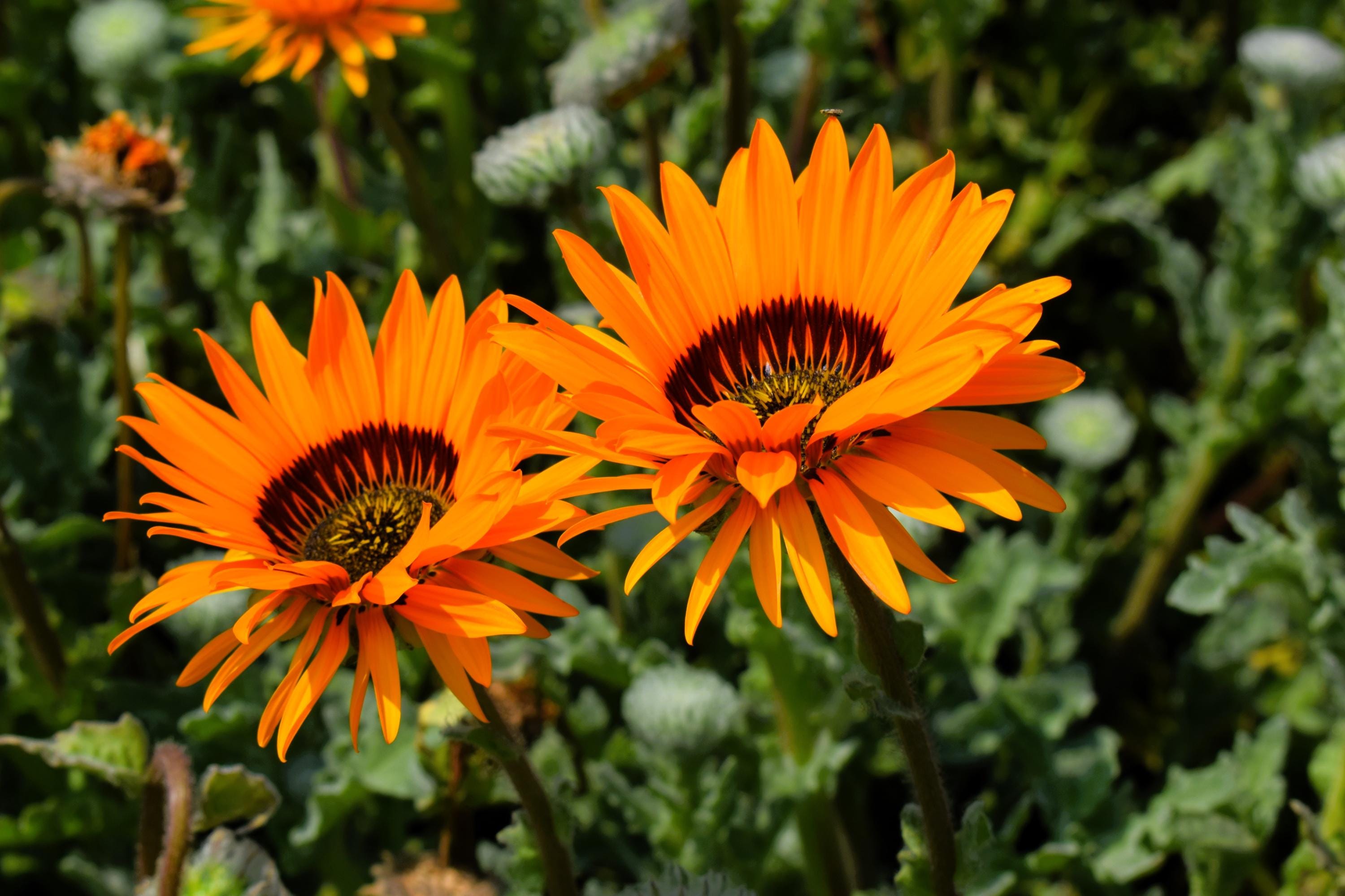 50 ORANGE PRINCE Cape DAISY Monarch of the Veldt Venidium Fastuosum ...