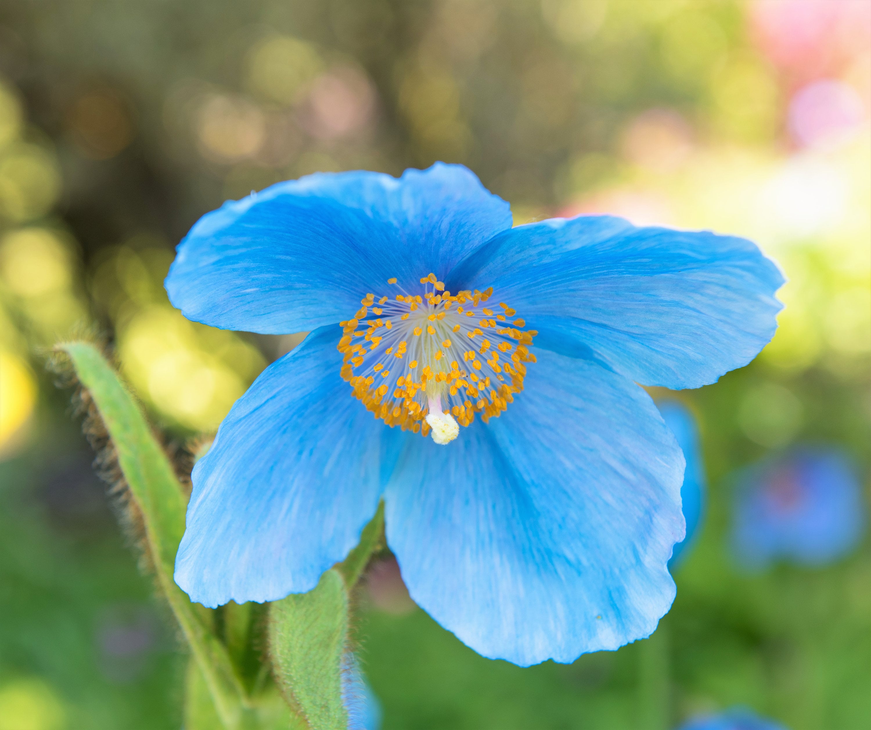 10 BLUE HIMALAYAN POPPY Tibetan Meconopsis Betonicifolia - Etsy