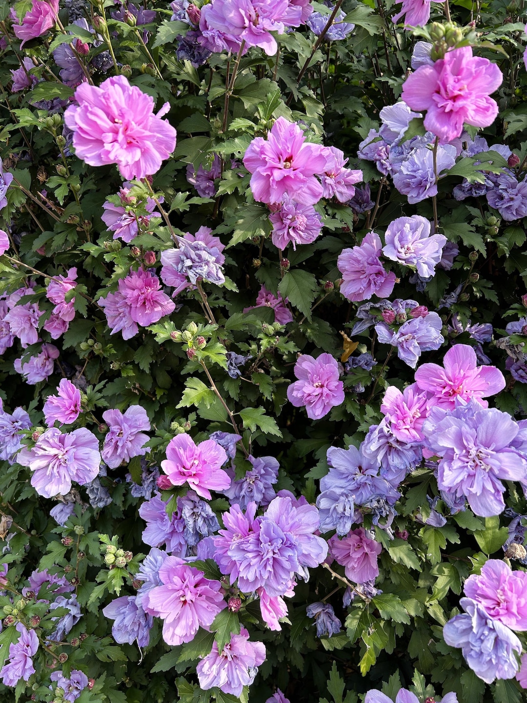 10 Purple Double ROSE of SHARON Hibiscus Syriacus Flower Tree Shrub ...
