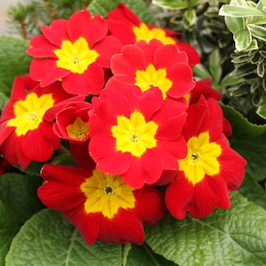 15 SCARLET ENGLISH PRIMROSE Red Primula Vulgaris Part Shade Houseplant ...