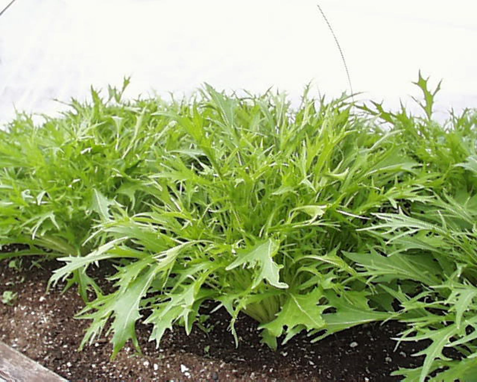 1000 GREEN MIZUNA MUSTARD Japanese Greens Brassica Juncea Herb - Etsy