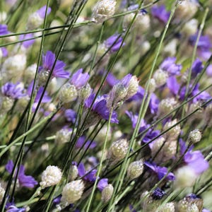 20 Blue CUPIDS DART Aka ' LOVE Plant ' Catananche Caerulea Flower Seeds ...