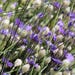 20 Blue CUPIDS DART Aka ' LOVE Plant ' Catananche Caerulea Flower Seeds ...