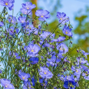 100 BLUE FLAX prairie Flax / Lewis Blue Flax Linum Perenne Lewisii ...
